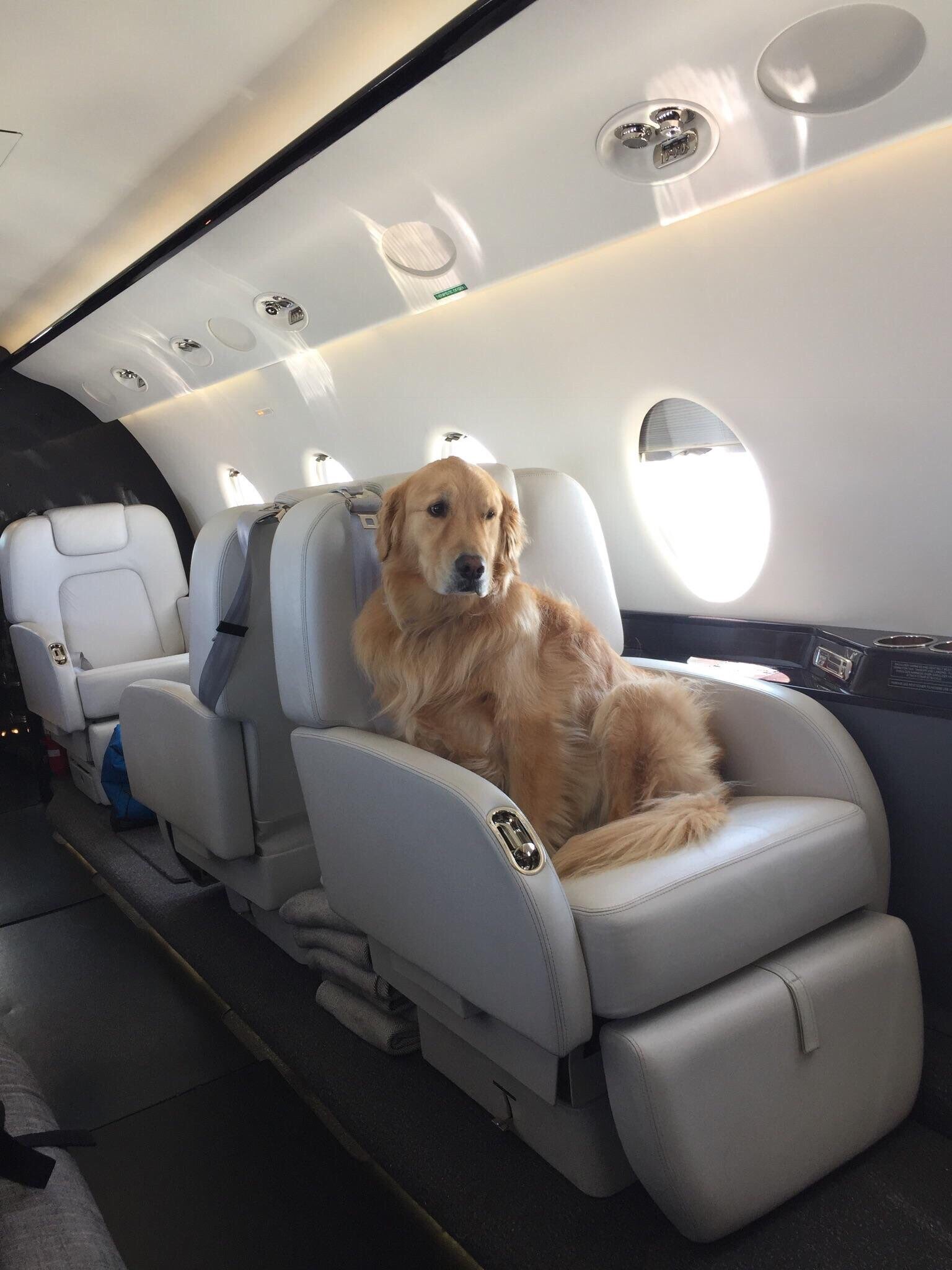 Can You Take A Dog In First Class