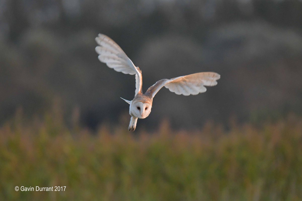 Barn Owl Flying At Night