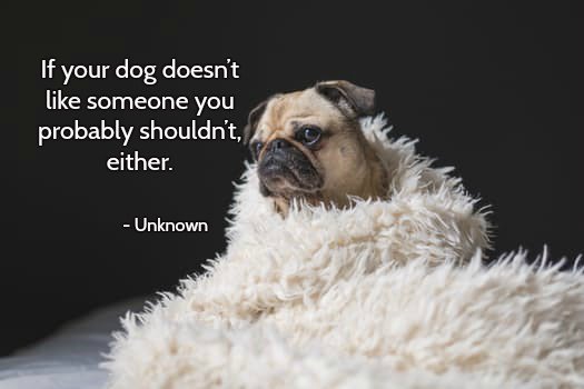 When A Dog Doesn T Like Someone