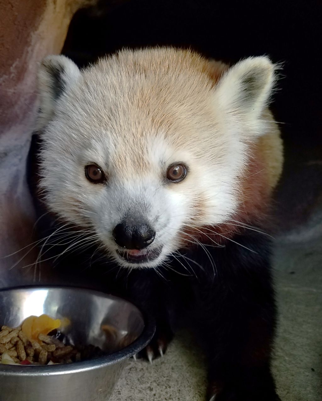Red Panda Eating Fruit 2023 Red Panda Art Auction