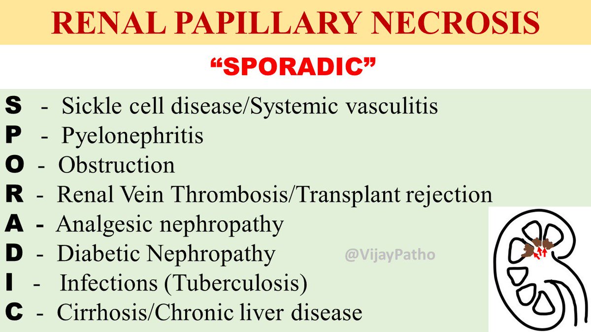 Renal Papillary Necrosis Histology Pathology Outlines Papillary