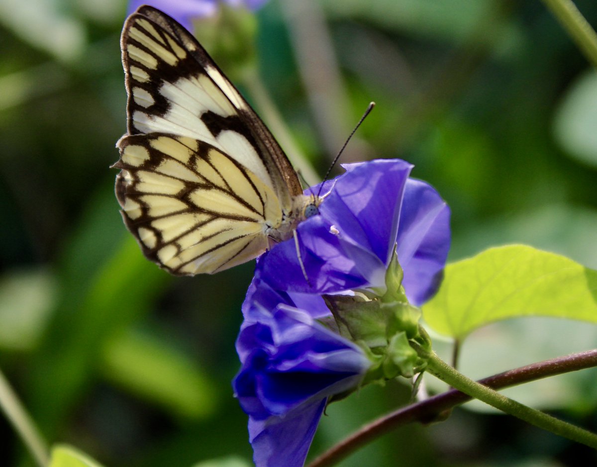 Adrita Bhowmik (@Adrita_Bhowmik) | Twitter