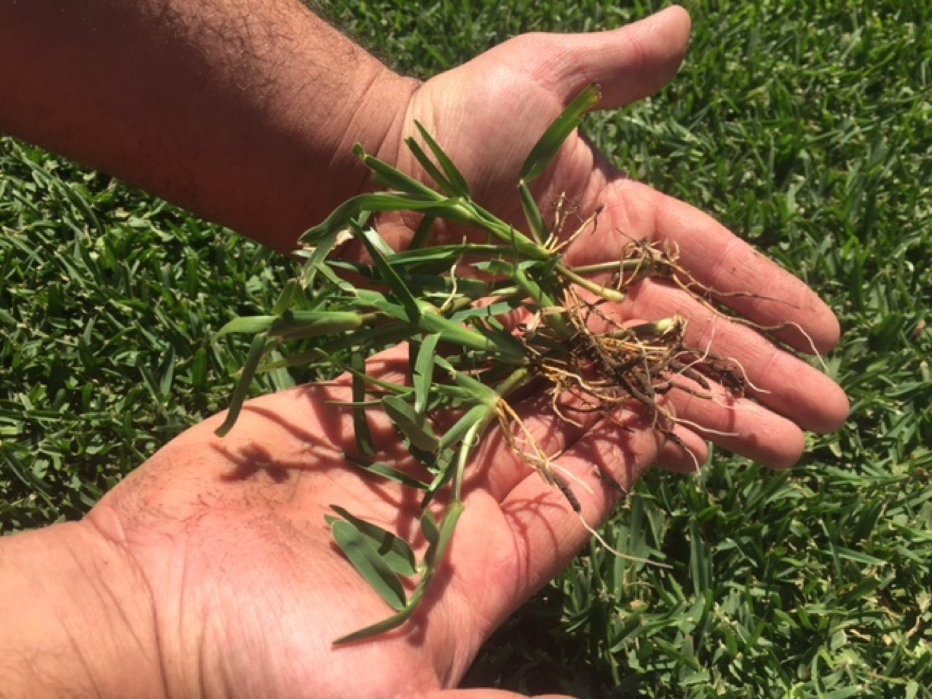 Centipede Grass Runners