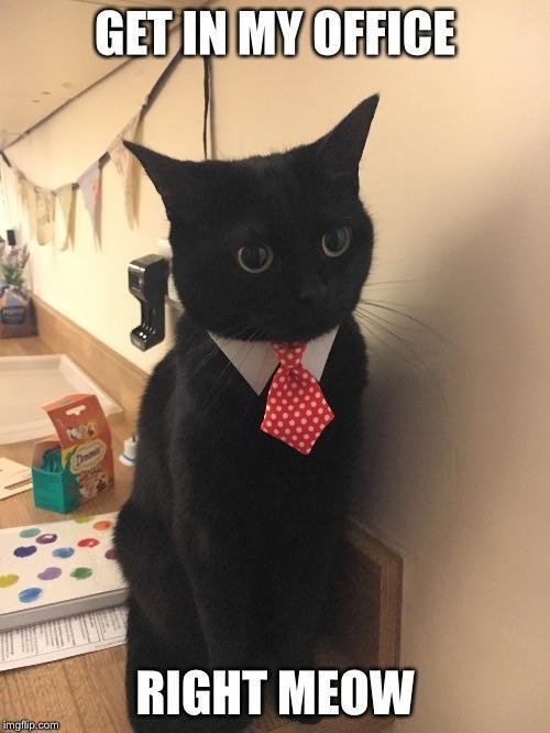 Business Cat Meme Right Meow