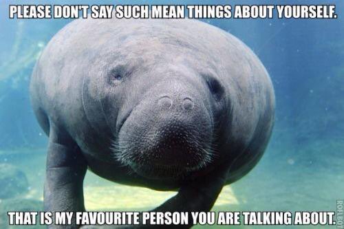 Calming Manatee Youre My Favorite