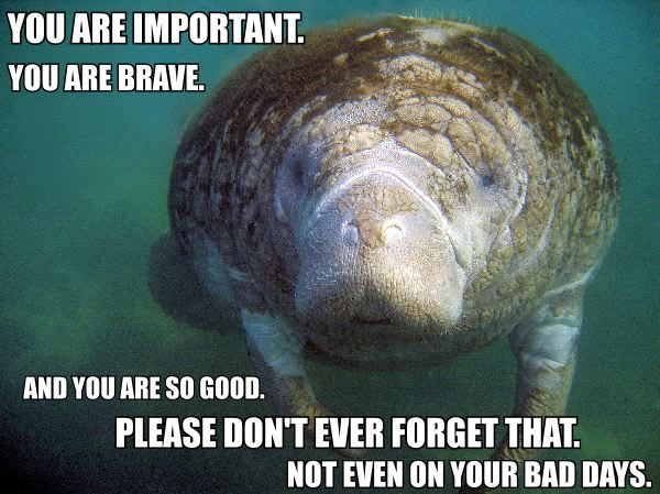 Calming Manatee Memes
