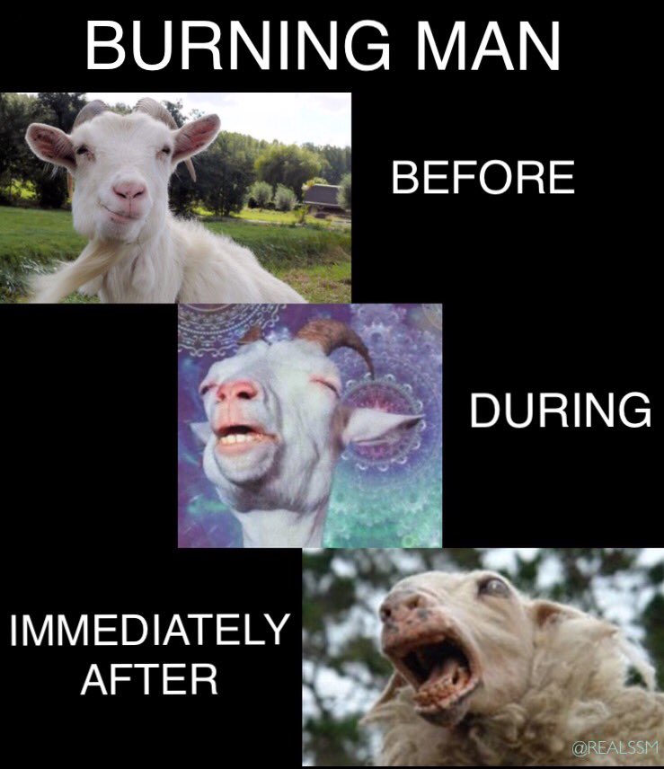 Stoned Goat Memes