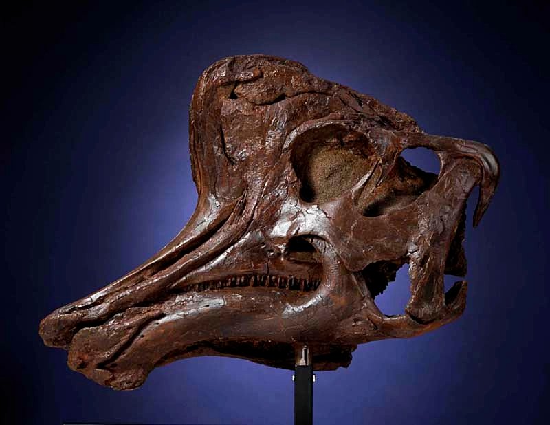 Lambeosaurus Skeleton