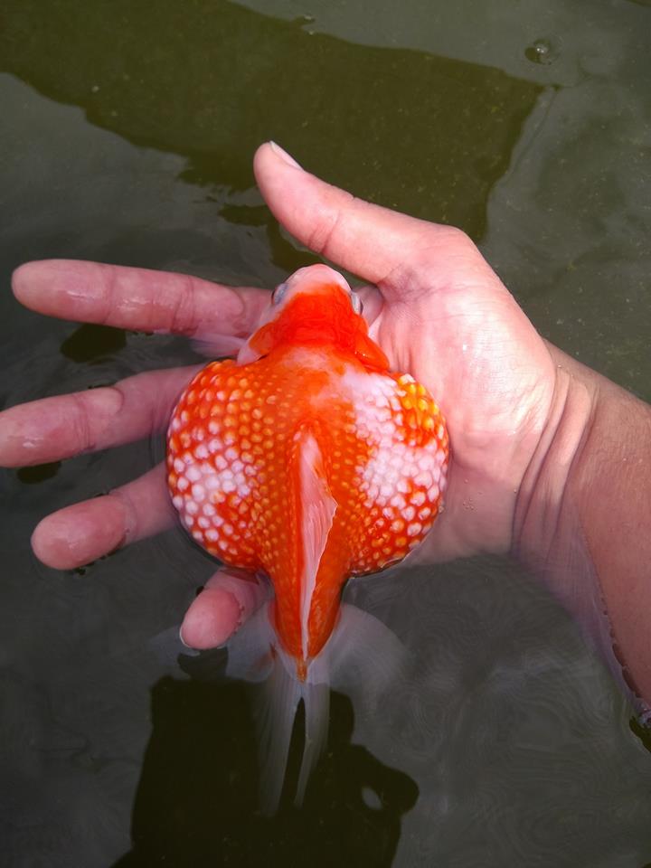 Ping Pong Pearlscale Goldfish