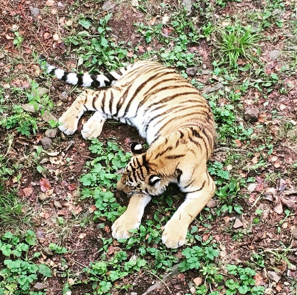 Eugene Korbut (@vlmonk) | Twitter