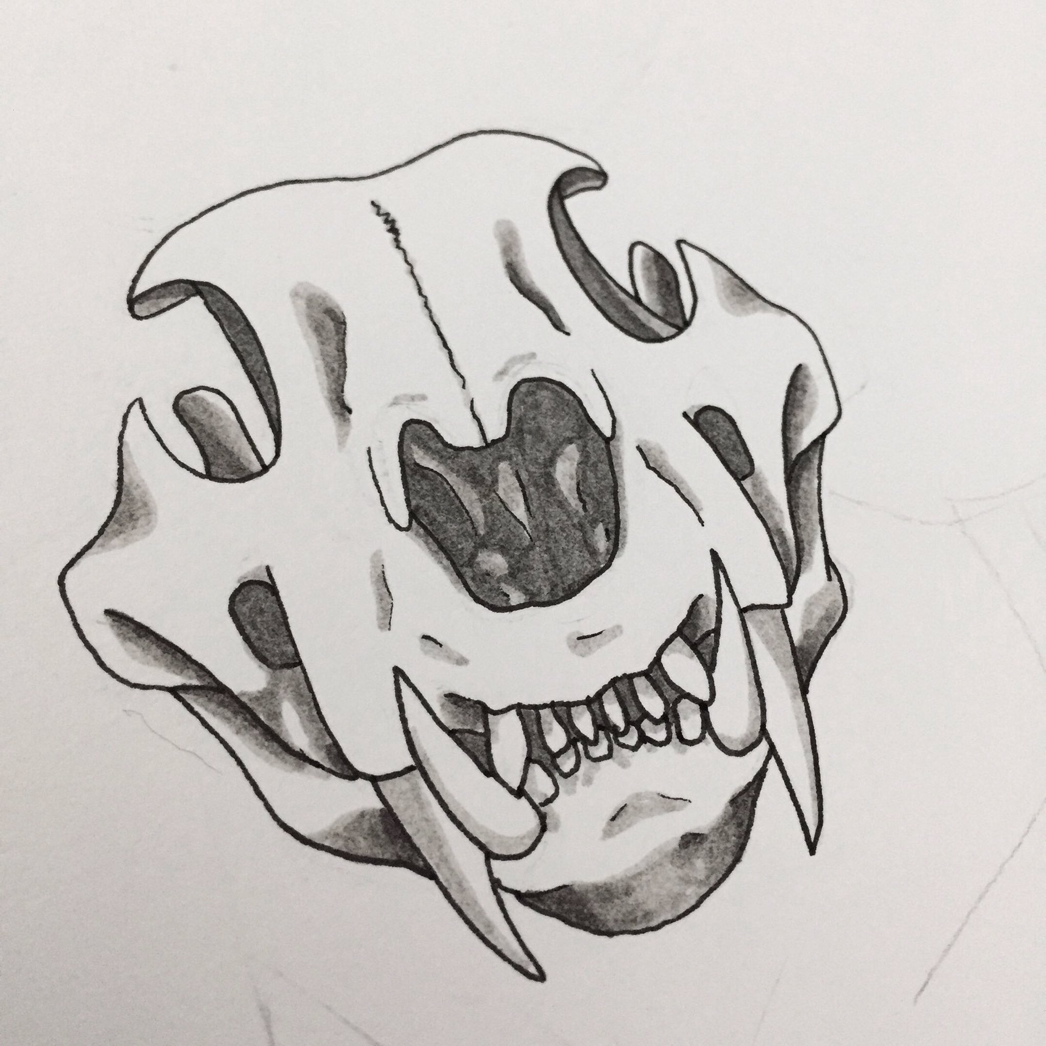 Tiger Skull Drawing