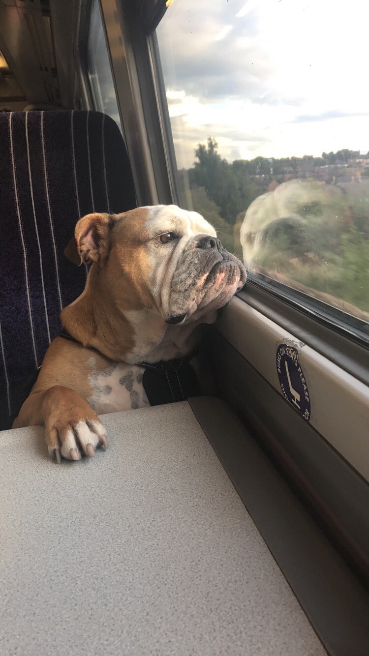 Can Dogs Sit On Train Seats