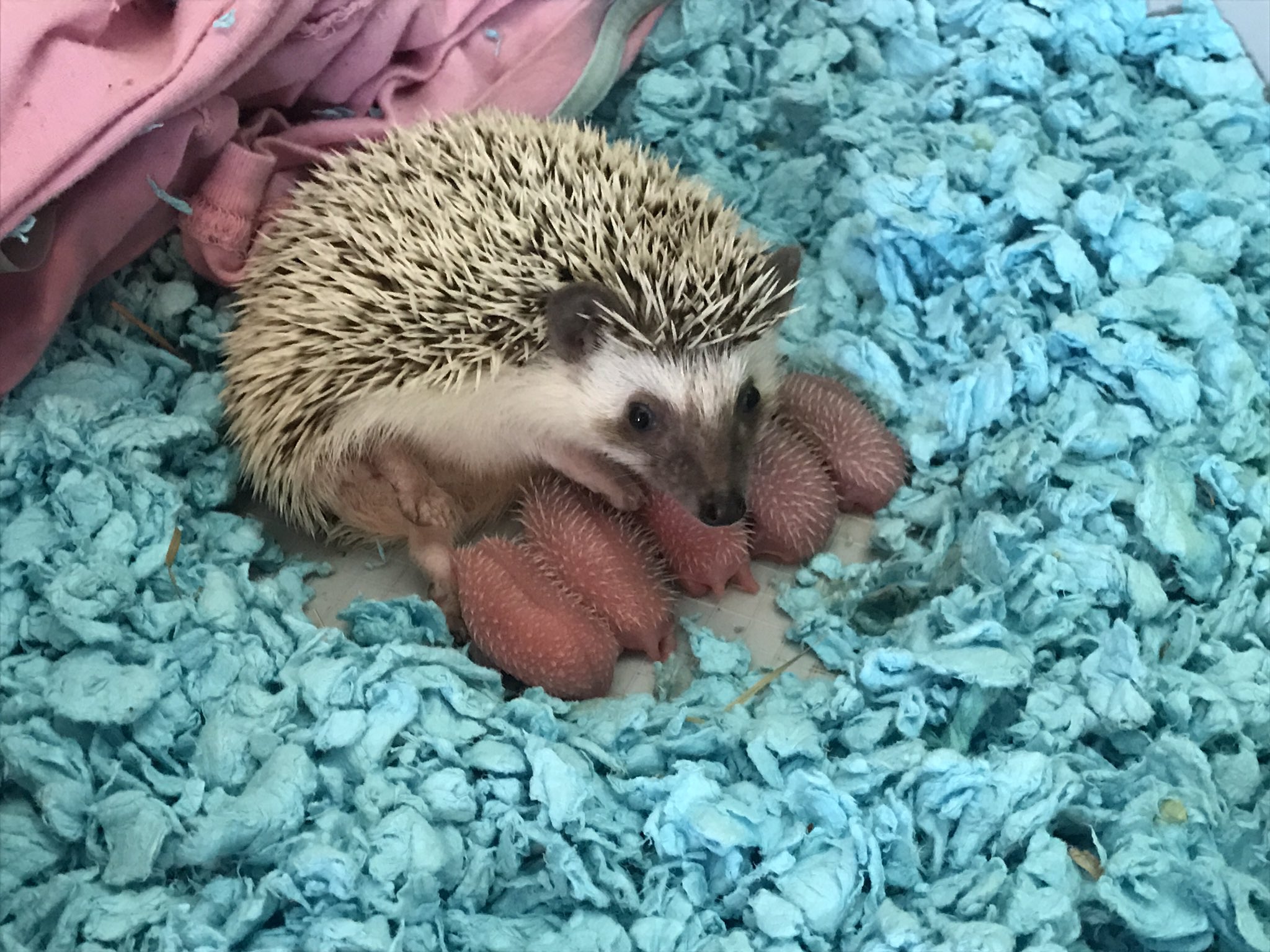 Newborn African Pygmy Hedgehog