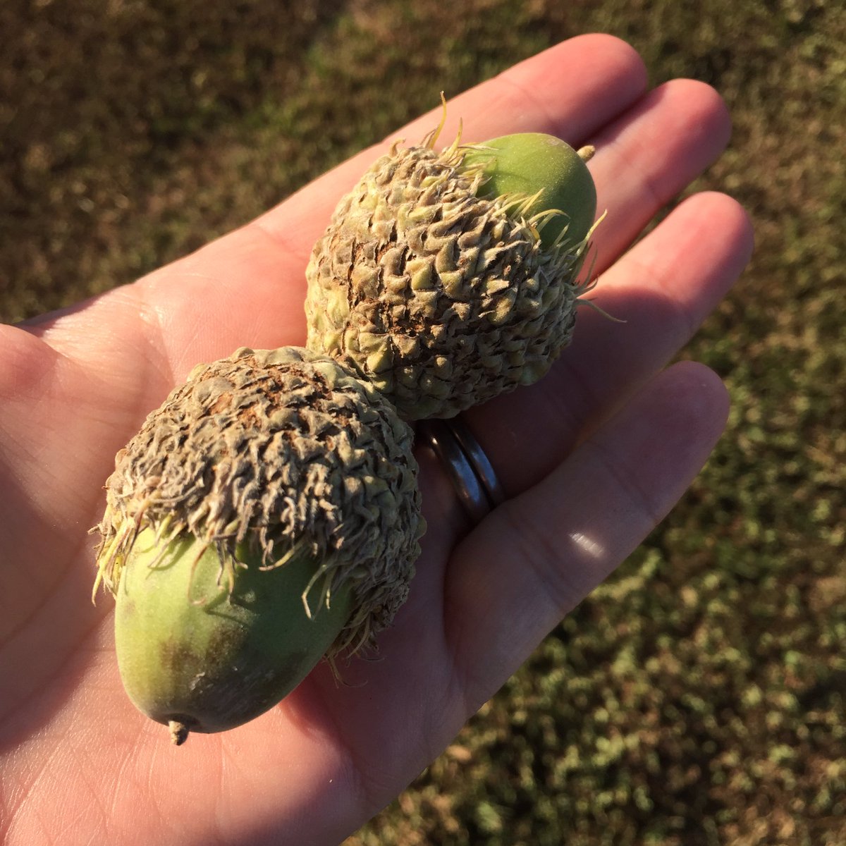 Big Acorns