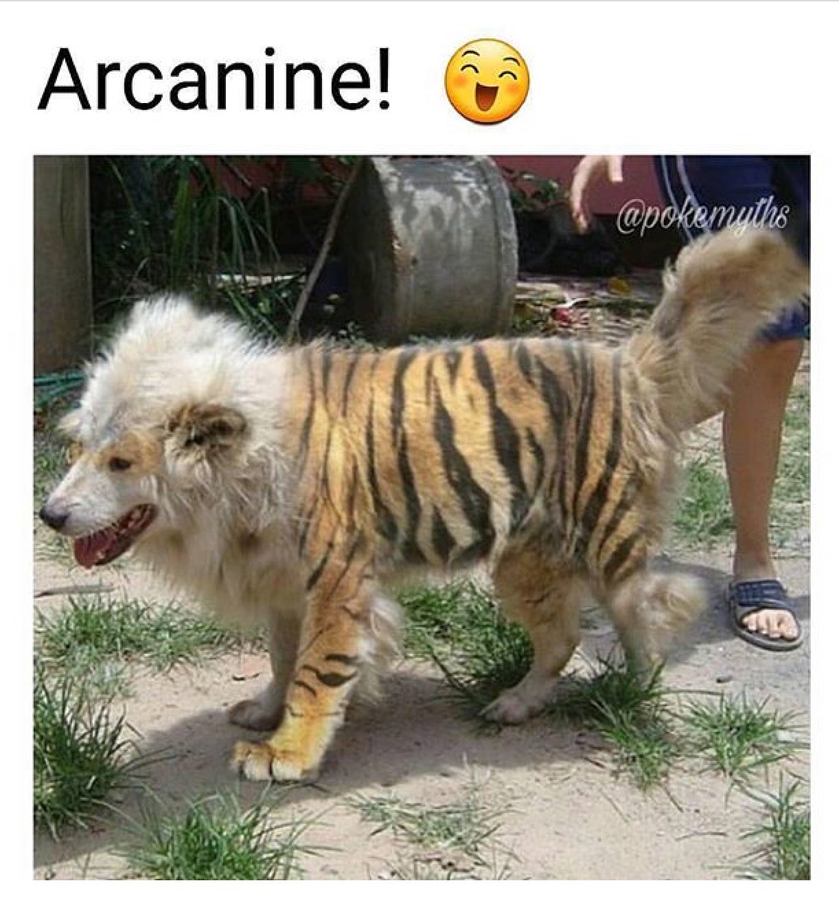Is Arcanine A Dog Or Tiger