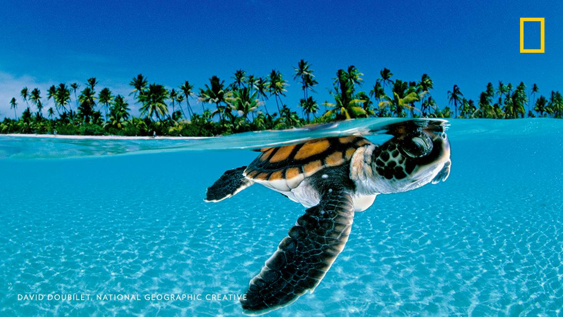 David Doubilet captured his famous image of a sea turtle with his ...