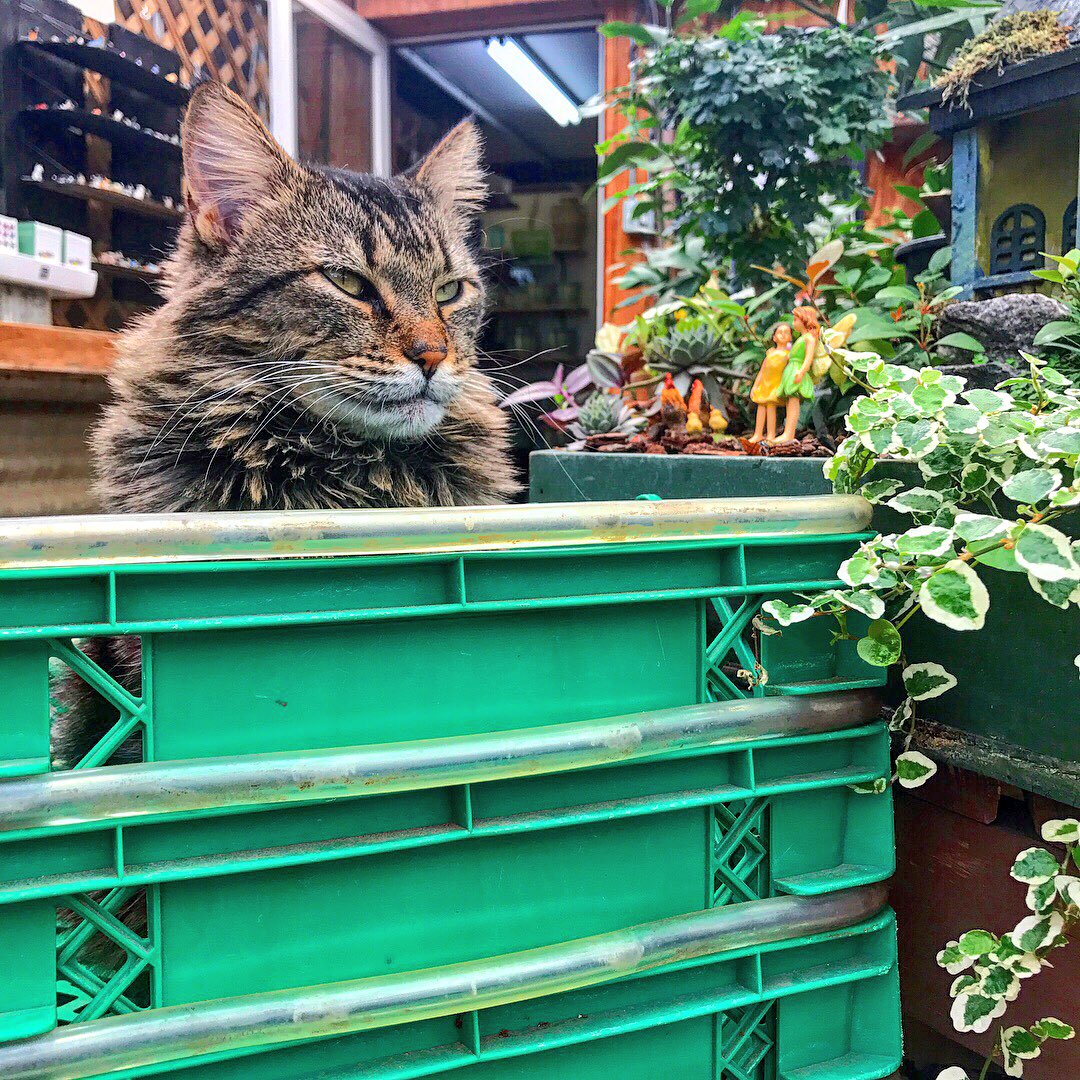 Boxcat (@RealBoxcat) | Twitter