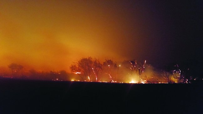 Ranchers culling animals badly burned in grass fire near Bindloss ...