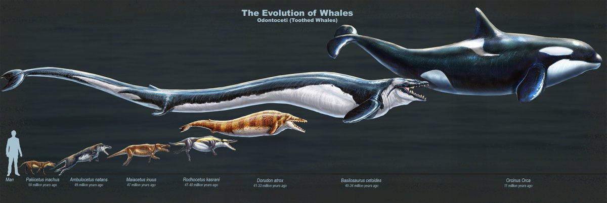 Basilosaurus Evolution