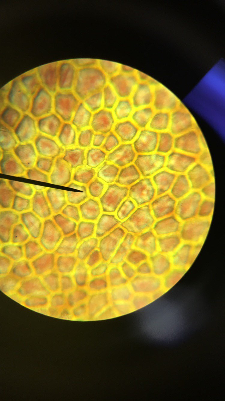 Tomato Under Microscope