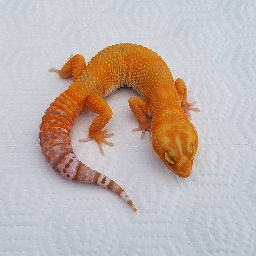 Firewater Leopard Gecko