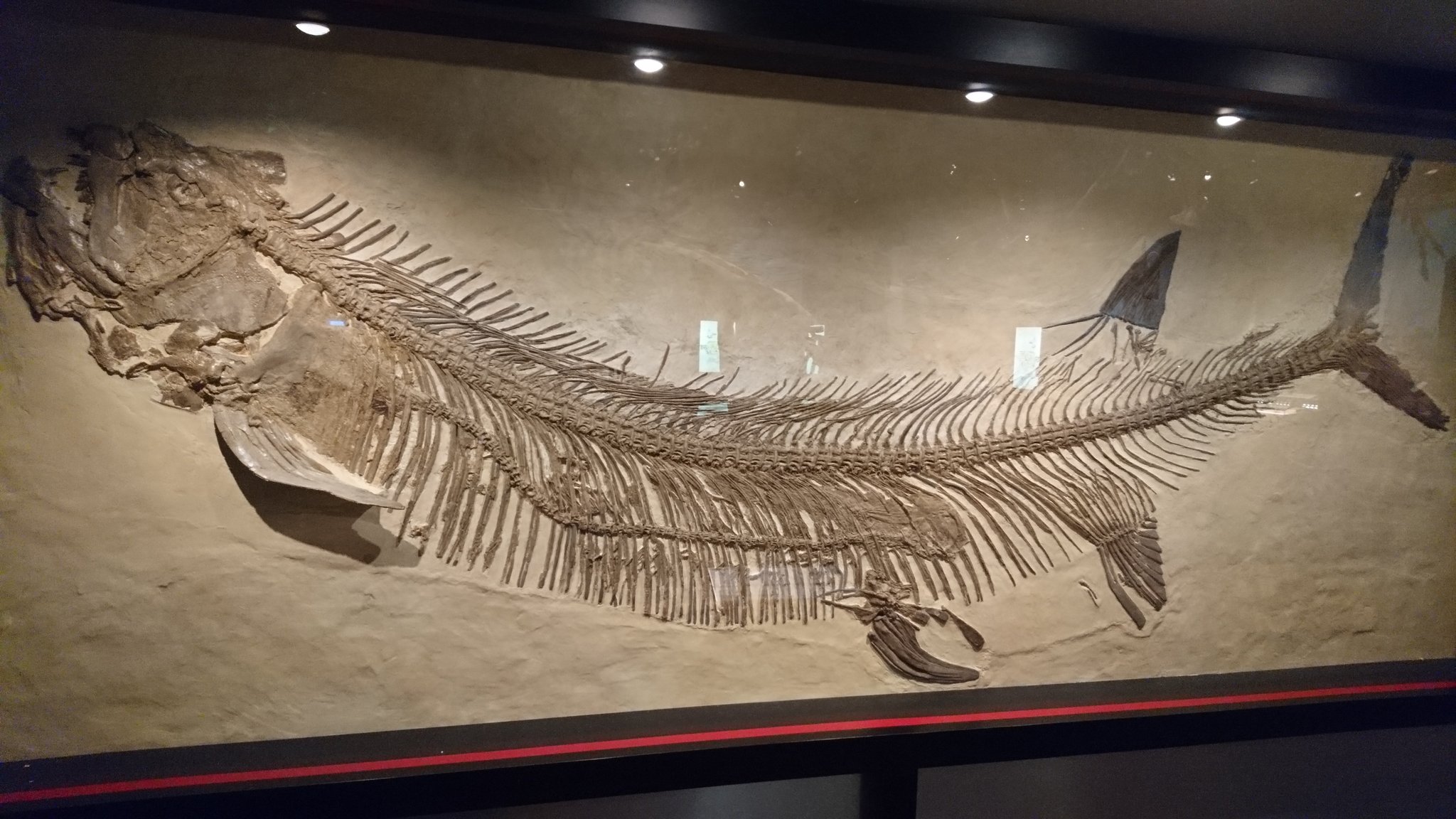 Xiphactinus Skeleton