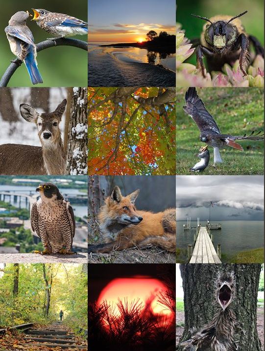 Collage On Conservation Of Natural Resources