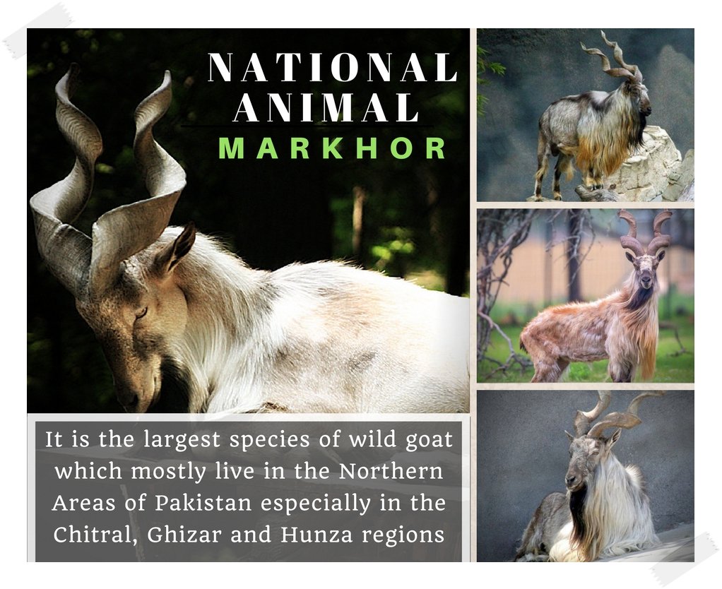 Markhor Animal