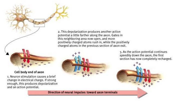 Action Potential Psychology