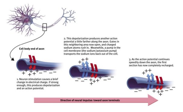 Action Potential Psychology