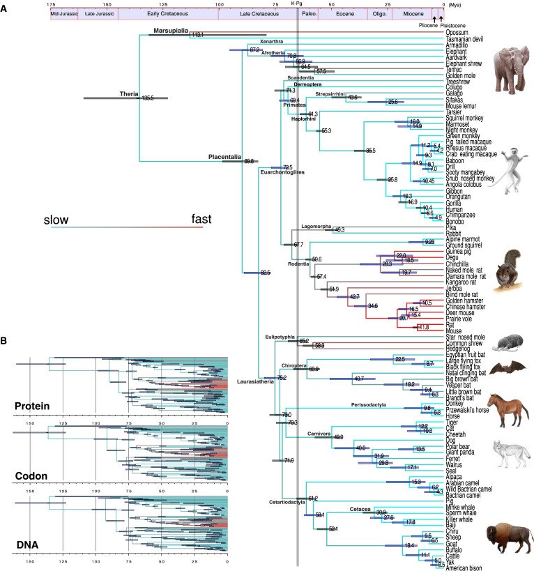 Mammal Evolutionary Tree
