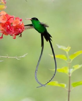 Jamaican Doctor Bird Pictures