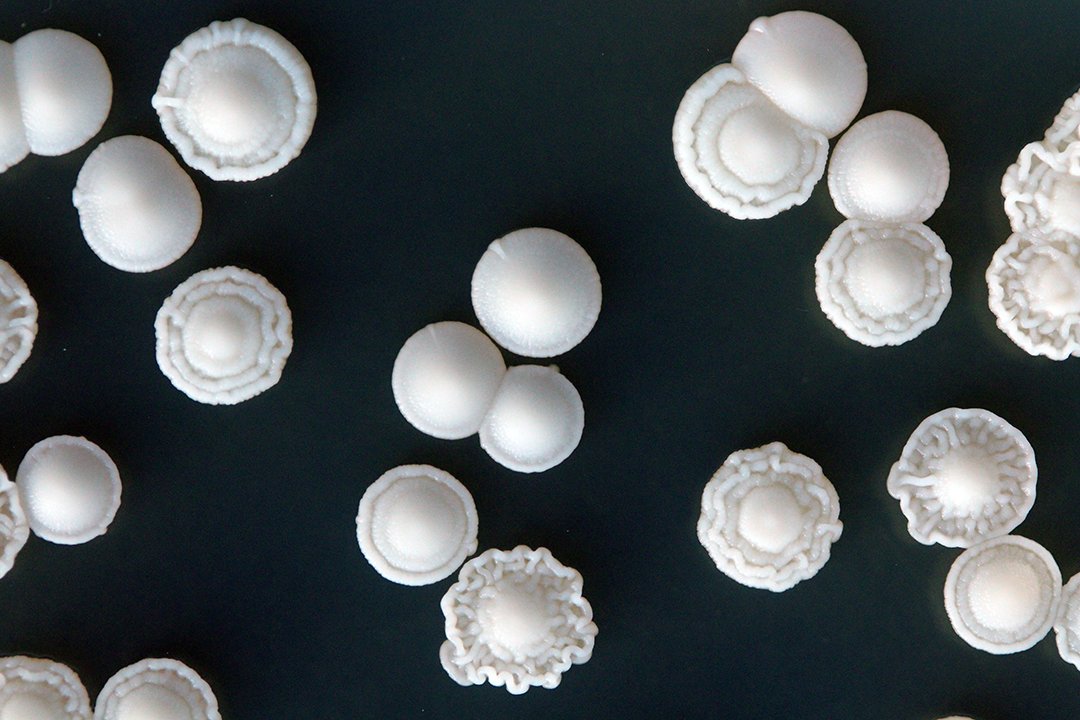 Saccharomyces Cerevisiae Colony