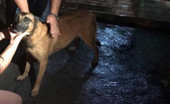 Informativo Animalista: Ubican a Maya, can rescatista que se había ...