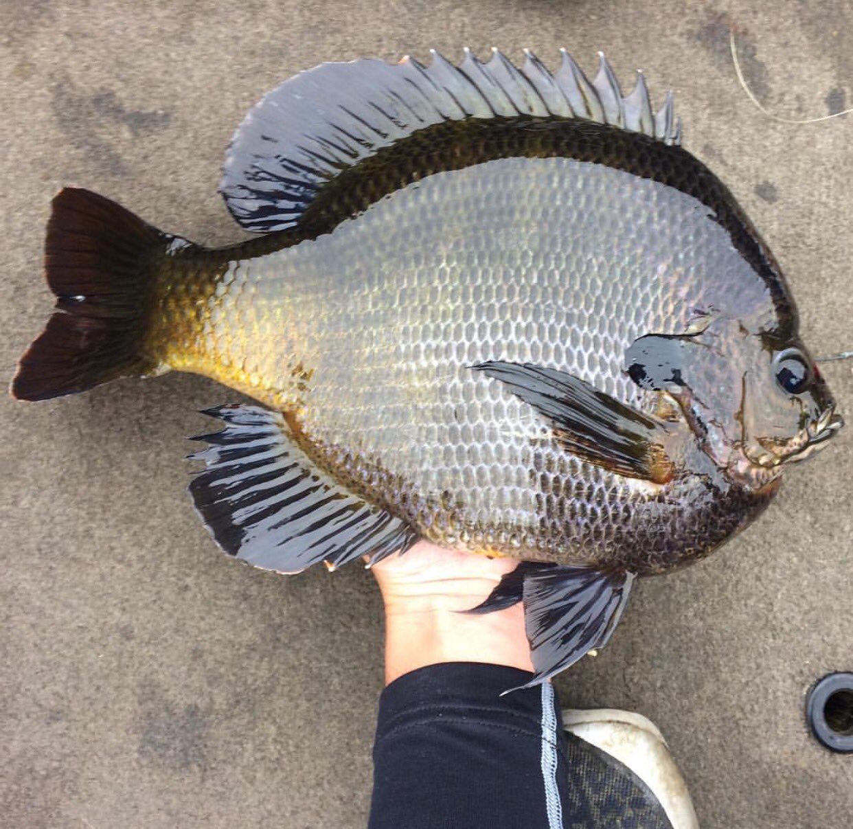 Giant Bluegill