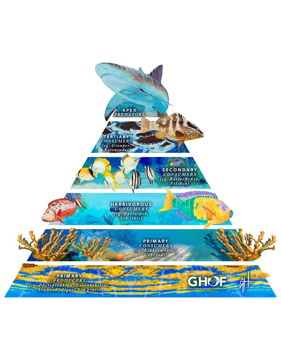 Coral Reef Food Pyramid