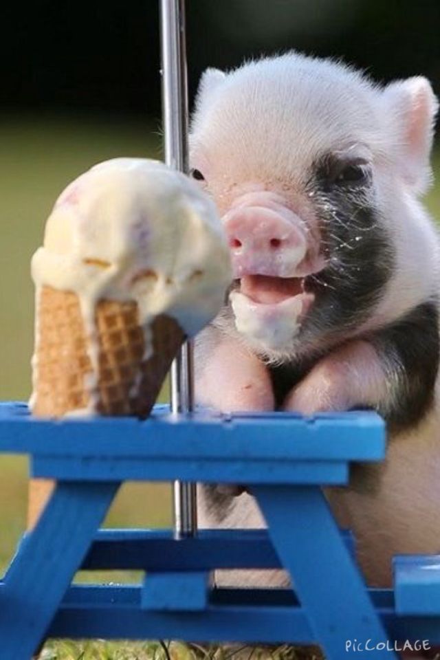 Animals Eating Ice Cream