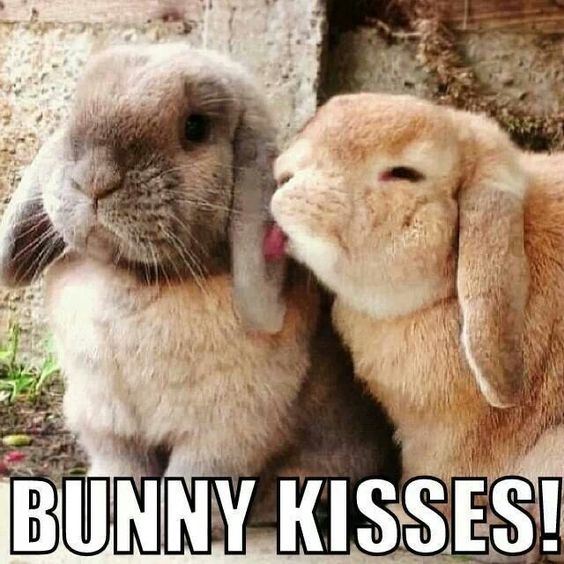 I Love You This Much Bunny Meme