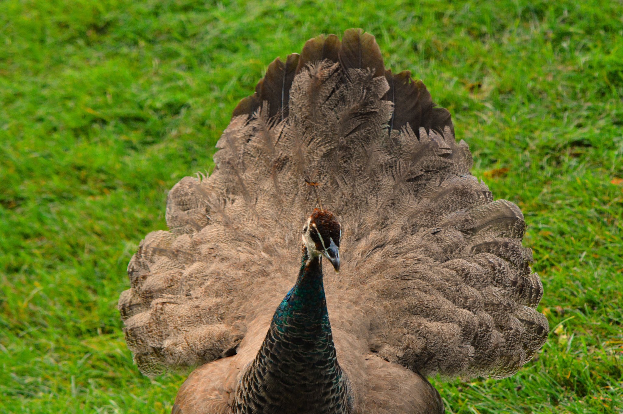 Peahen Feathers