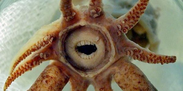 Promachoteuthis Sulcus Teeth