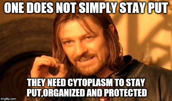 Cell Organelles Memes Cell Organelles Individual/Group