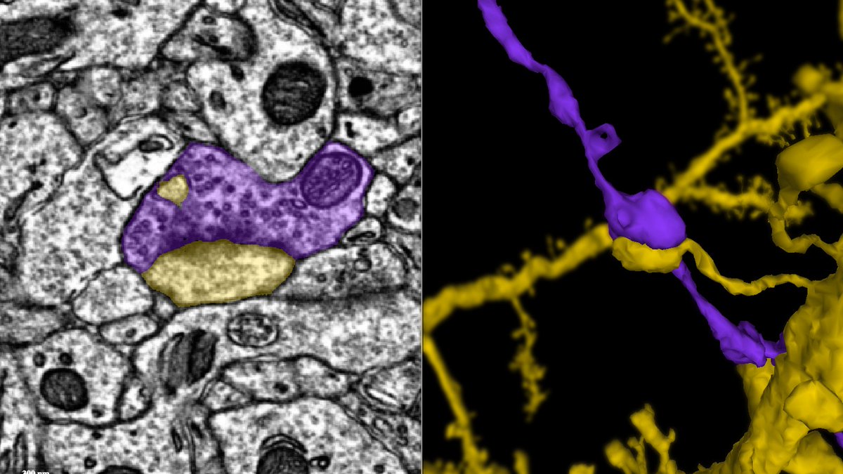 Neuron Synapse Microscope