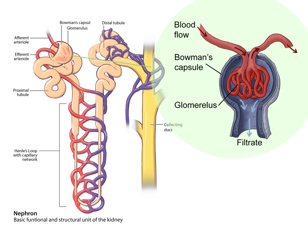Bowmans Capsule Model