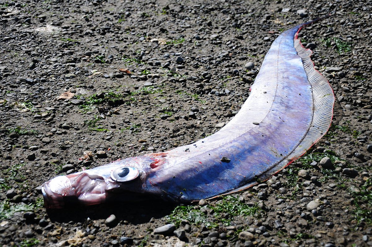 Strange eel-like creature washes up on Oak Bay beach dlvr.it/PpYwQF # ...