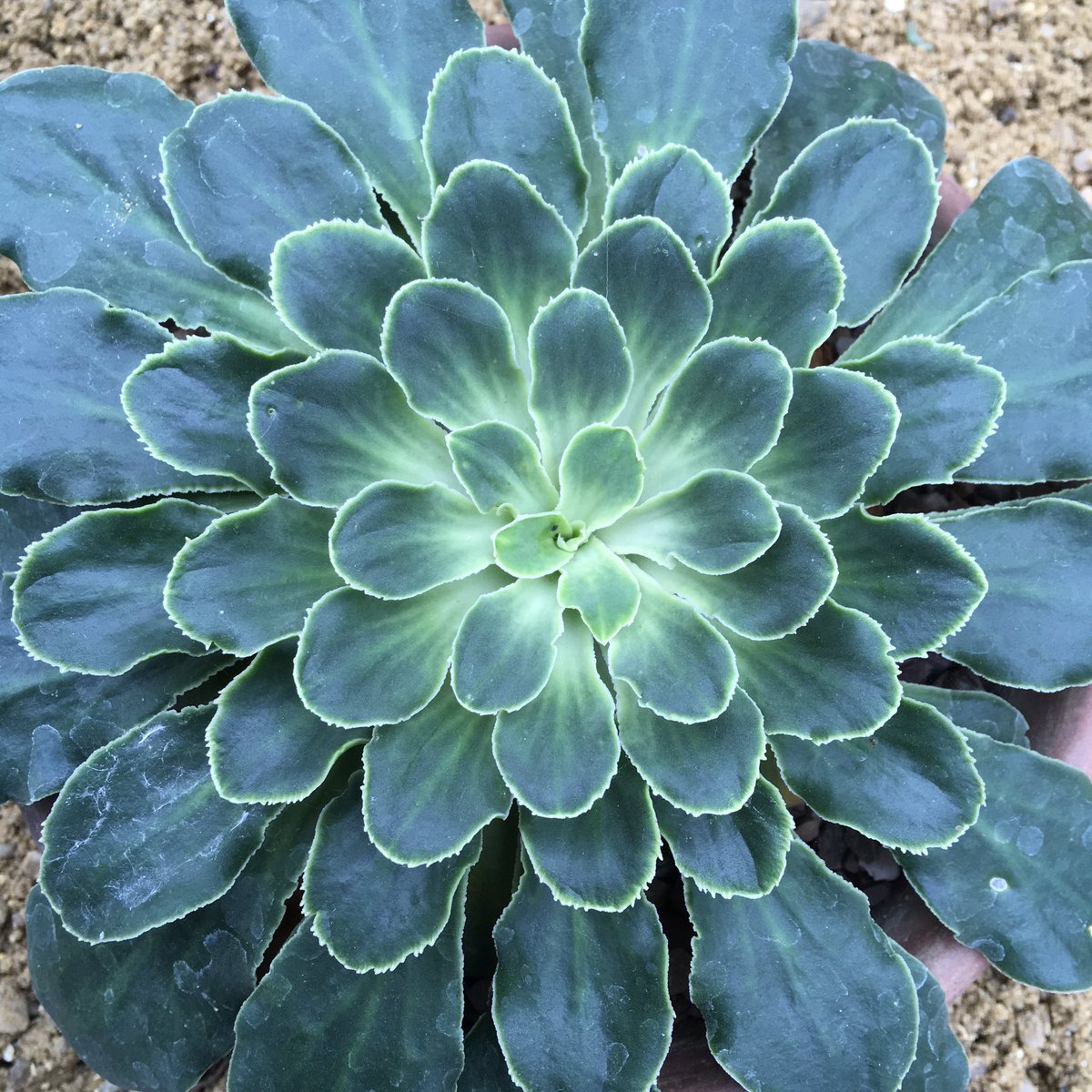 Radial Symmetry In Plants