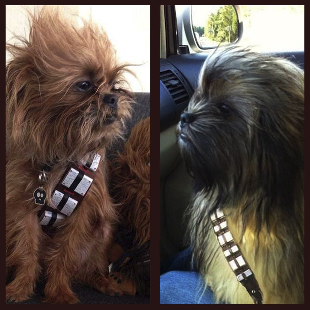 Chewbacca Dog