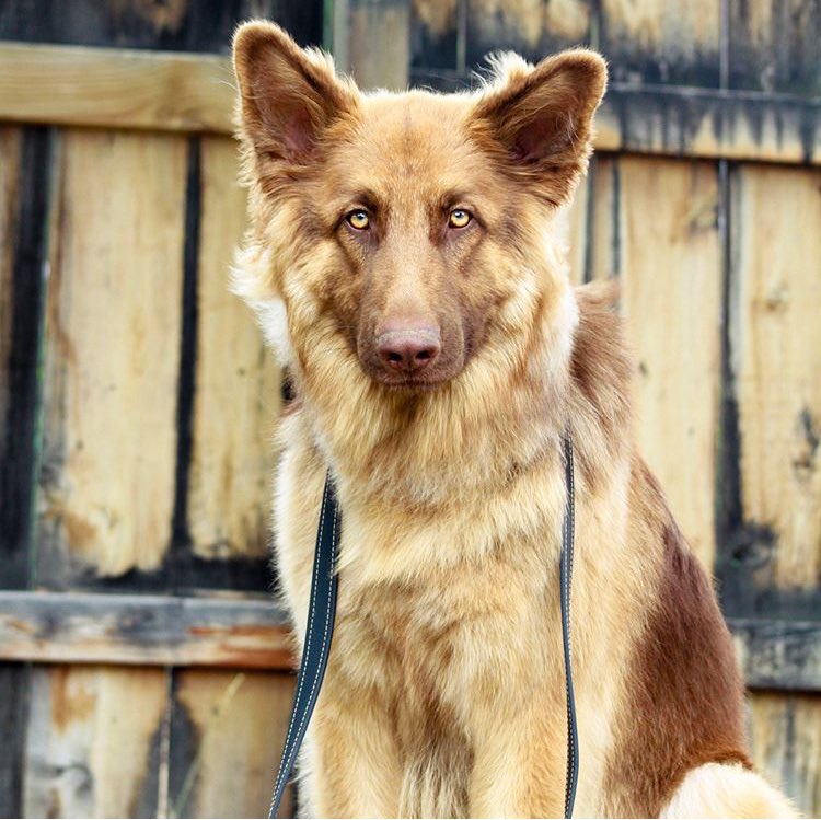Liver Colored German Shepherds