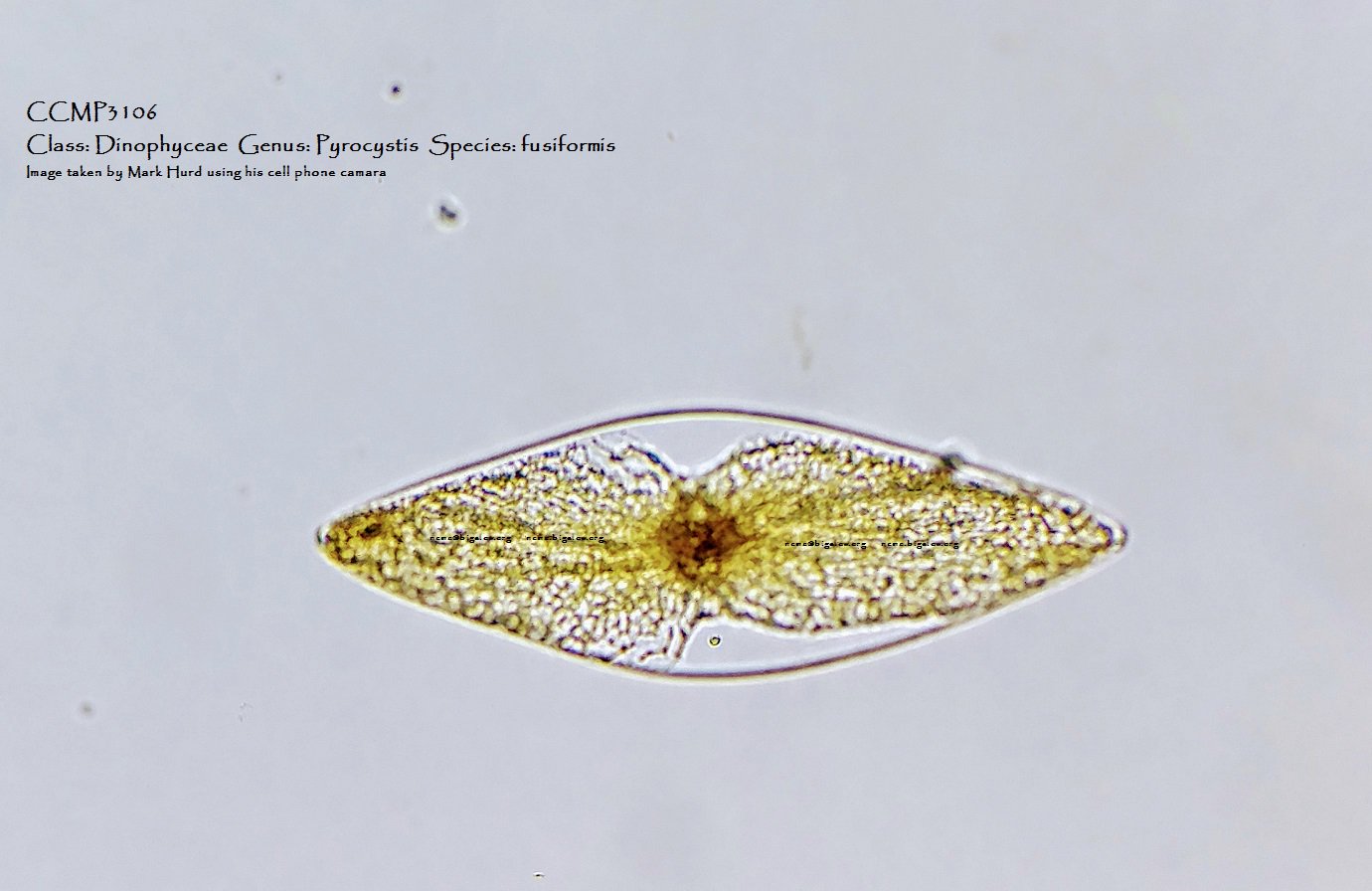 Pyrocystis Fusiformis
