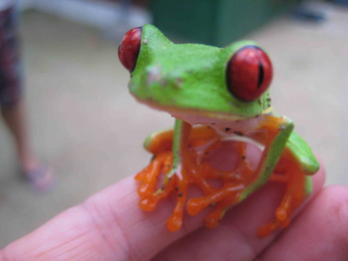 Baby Red Eyed Tree Frog