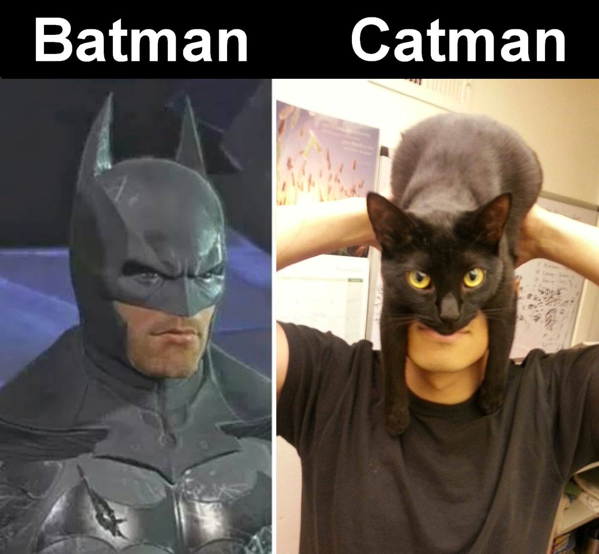 Cat On Head Batman